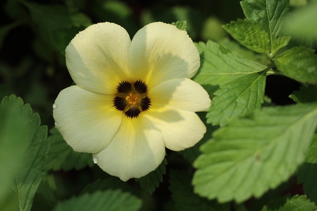 One Nice Flower Five Pieces Brown - Free photo on Pixabay - Pixabay