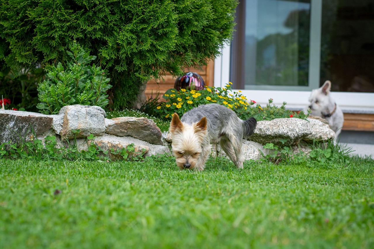 Dog Animal Small - Free photo on Pixabay