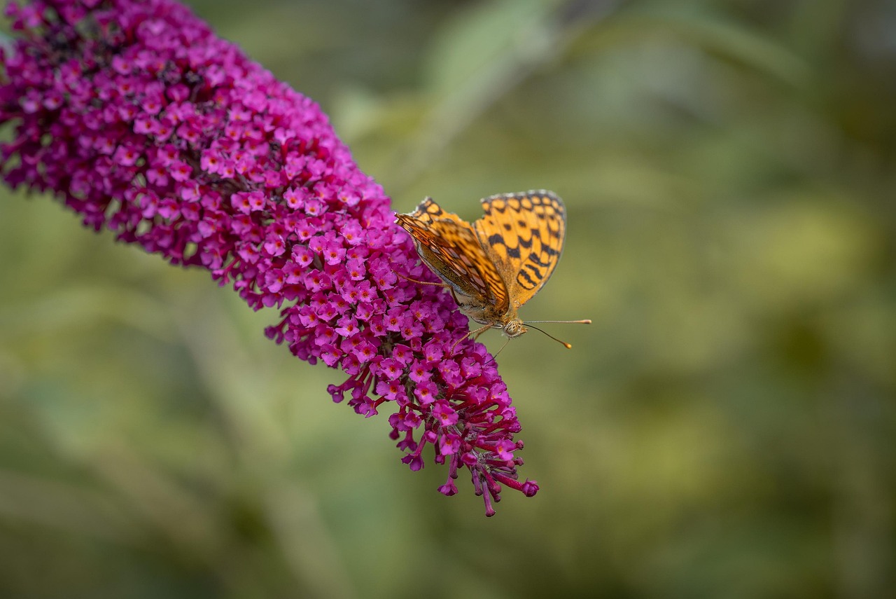 Butterfly Insect Buddleia - Free photo on Pixabay - Pixabay