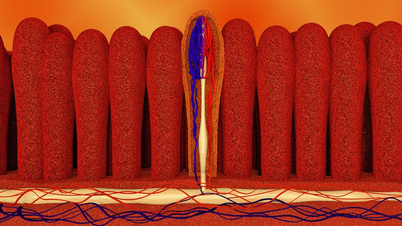 80+ Free Intestinal Villi & Intestine Images - Pixabay
