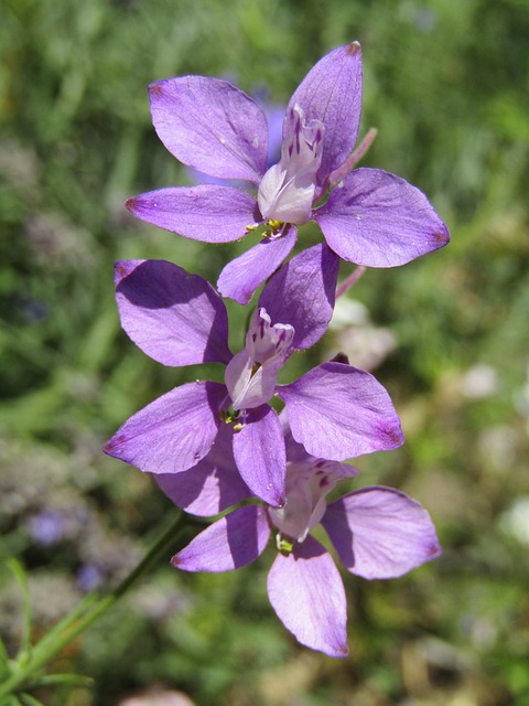 100+ Free Larkspur & Nature Images - Pixabay