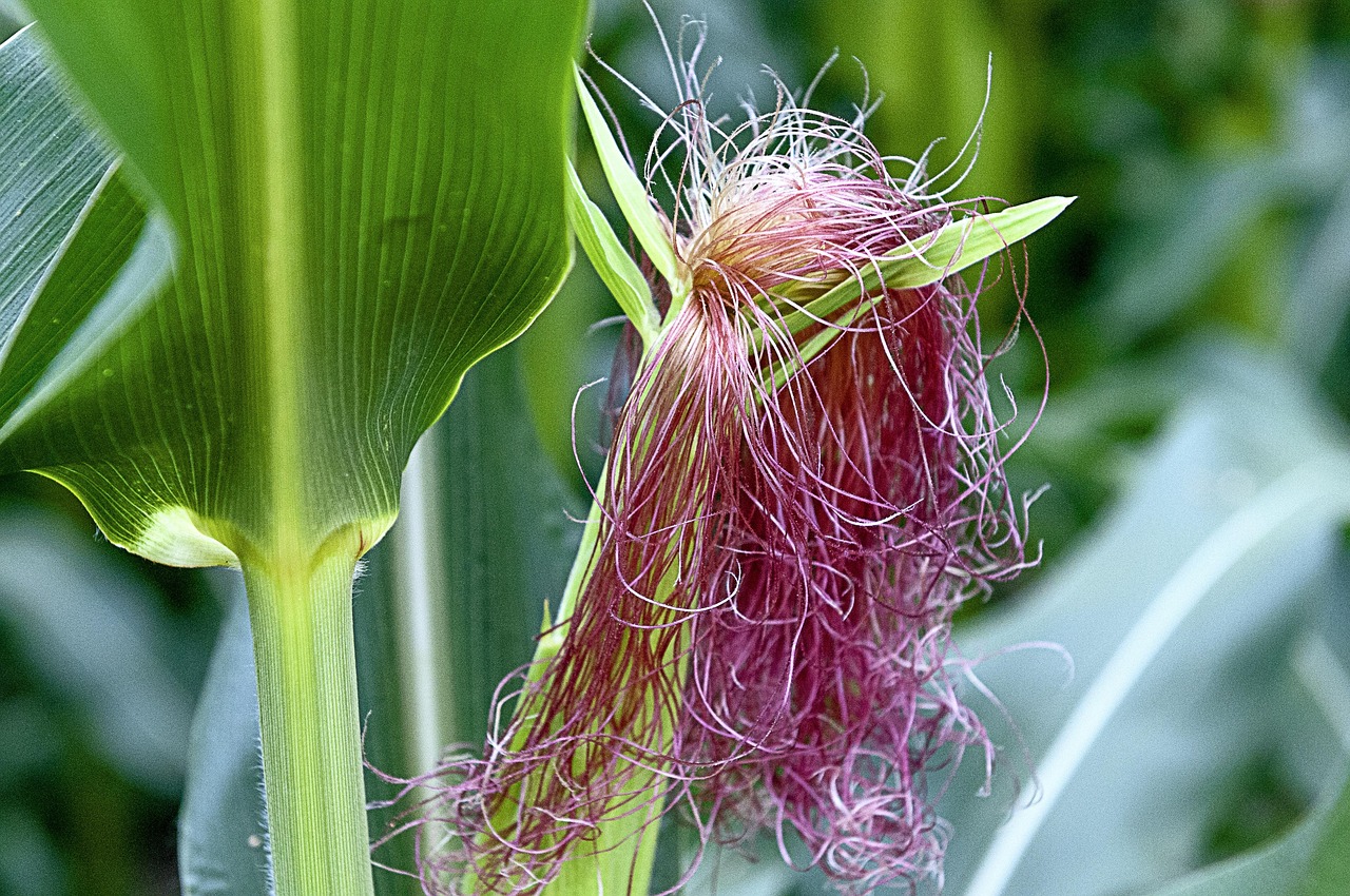 Sweet Corn Vegetables Food - Free photo on Pixabay