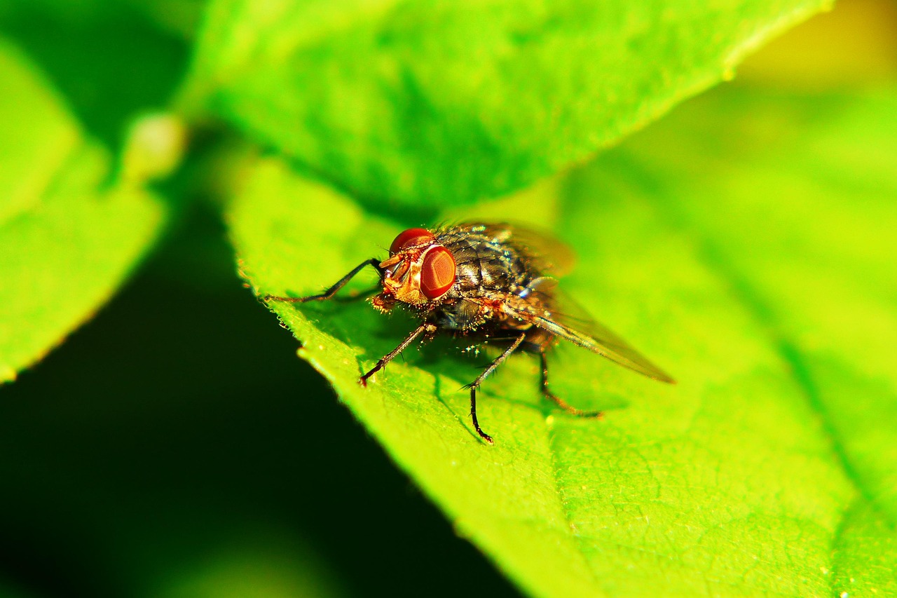 300+ Free Fly Model & Model Images - Pixabay