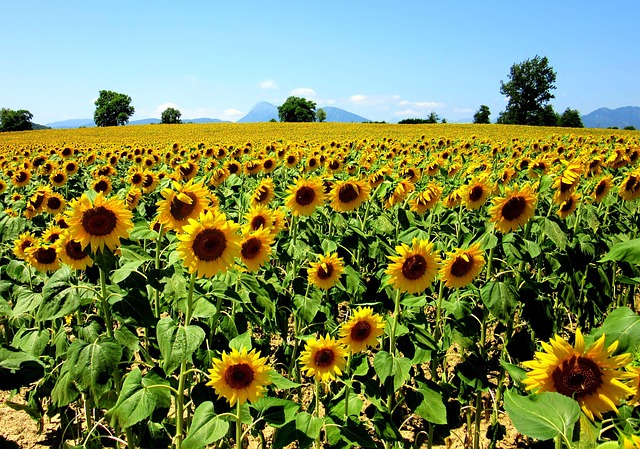 Sunflower Field Nature - Free photo on Pixabay