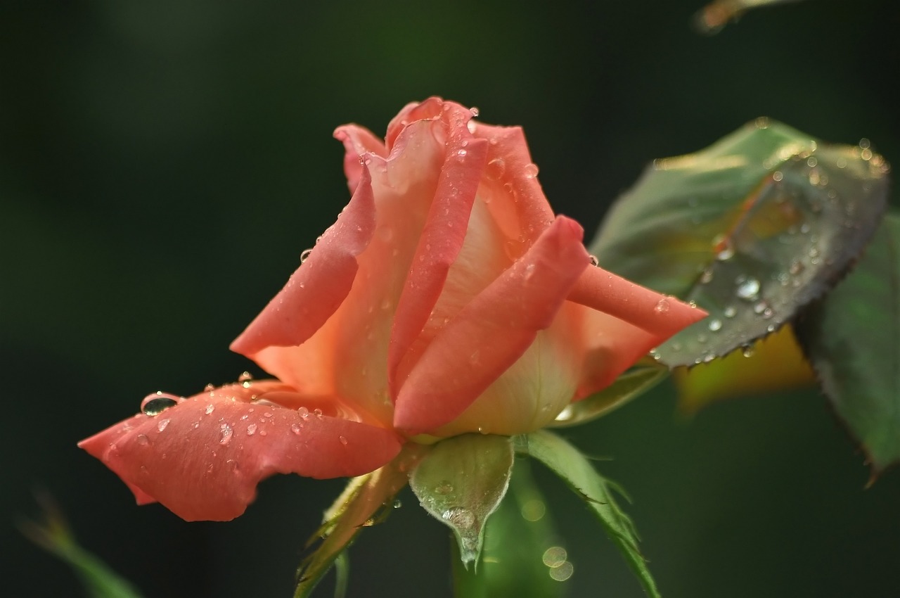 Rose Dew Pink - Free photo on Pixabay