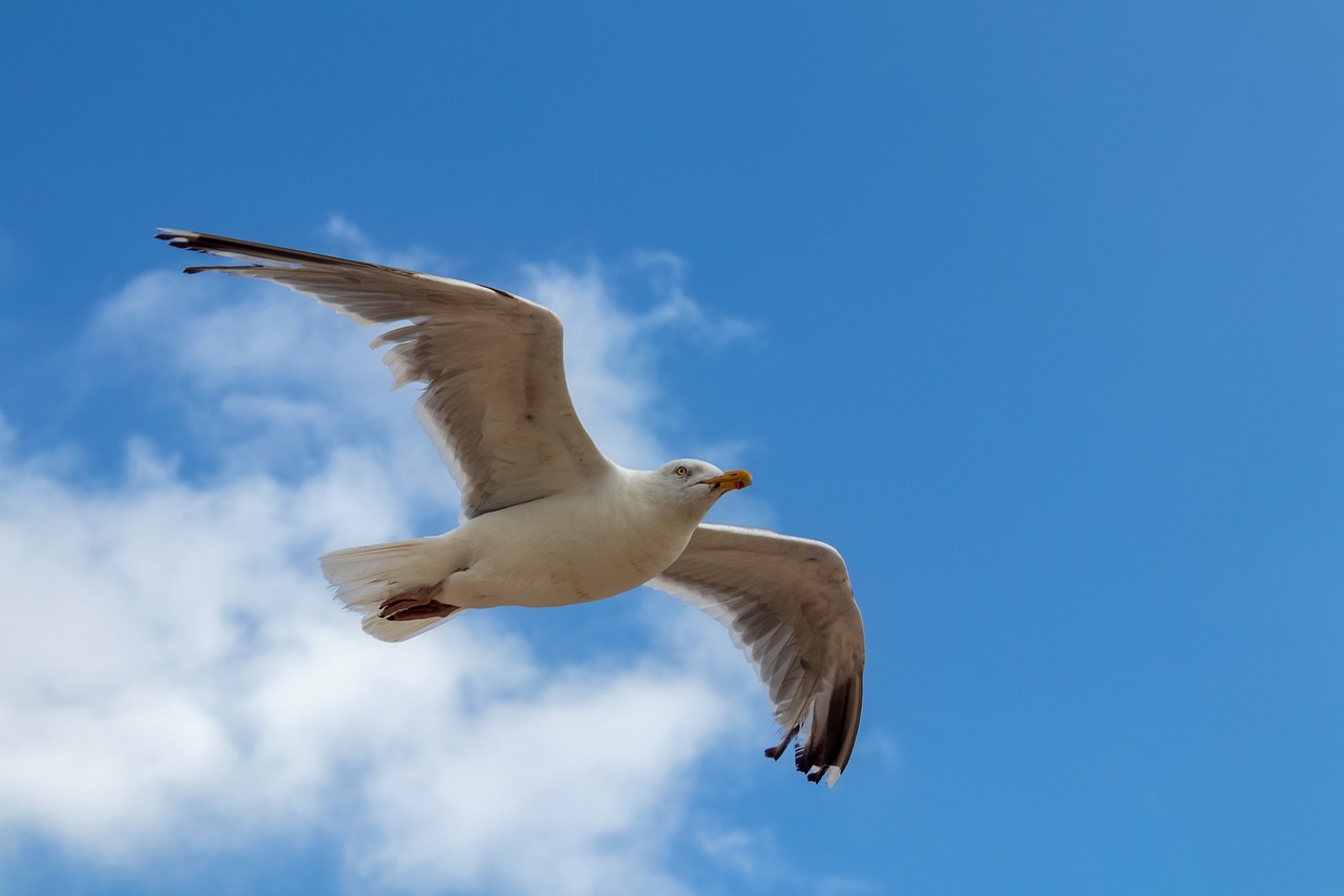 Mouette Flying Oiseau La - Photo gratuite sur Pixabay - Pixabay