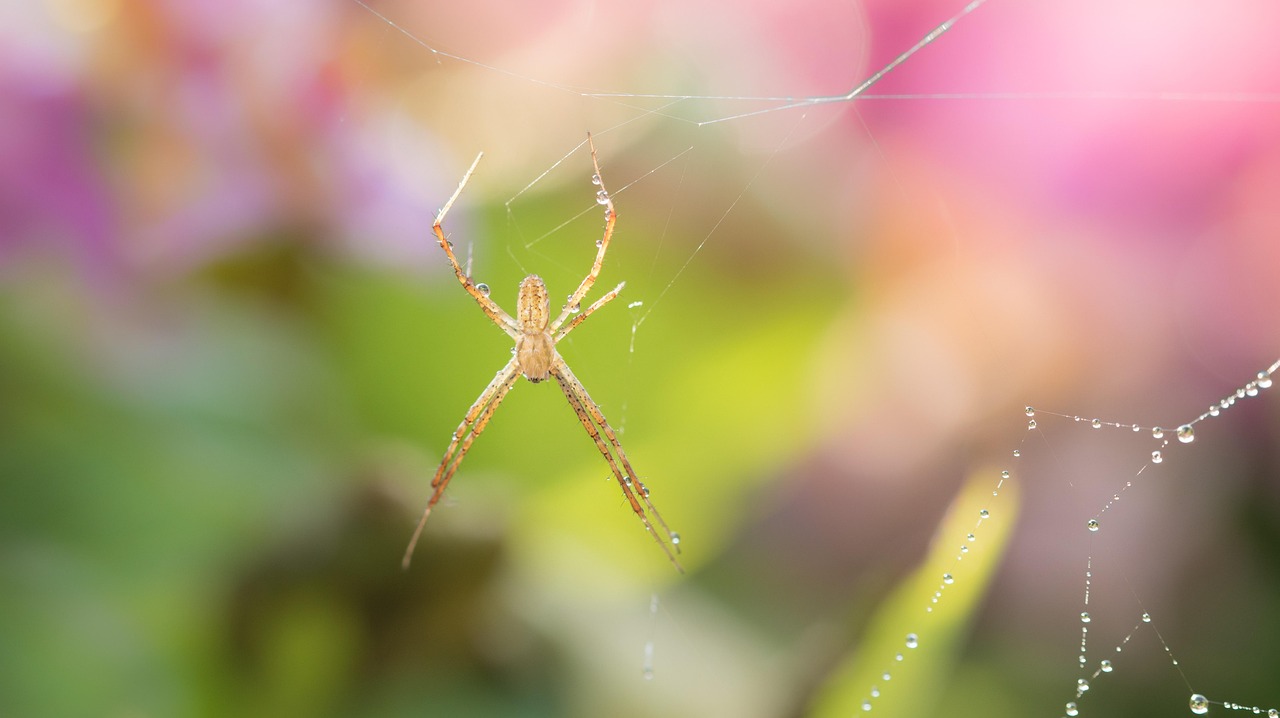 Wespenspin Bug 蜘蛛 - Pixabay上的免费照片 - Pixabay