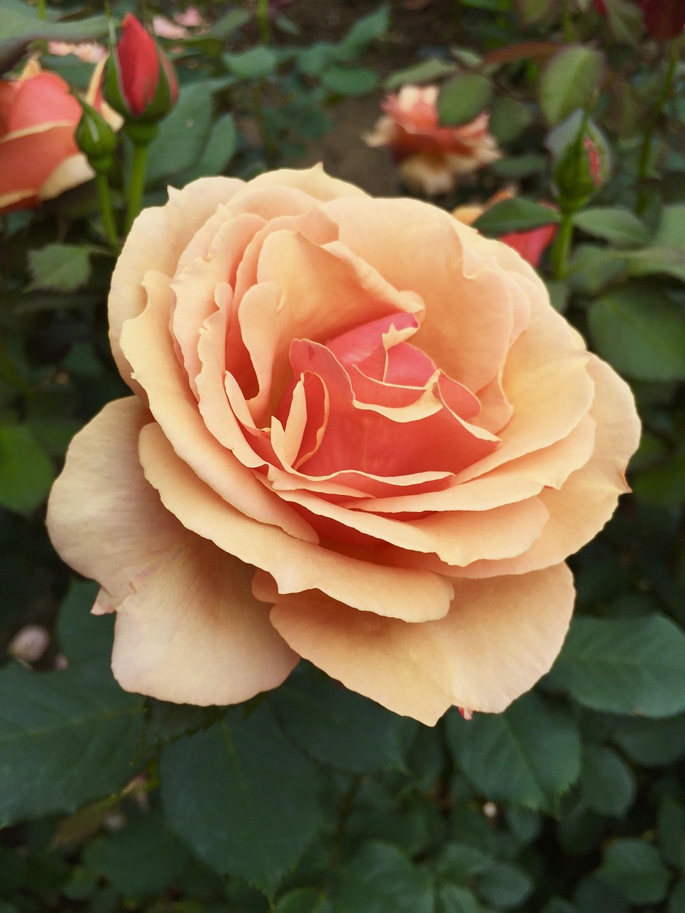 Rose Jardin Nature - Photo gratuite sur Pixabay - Pixabay