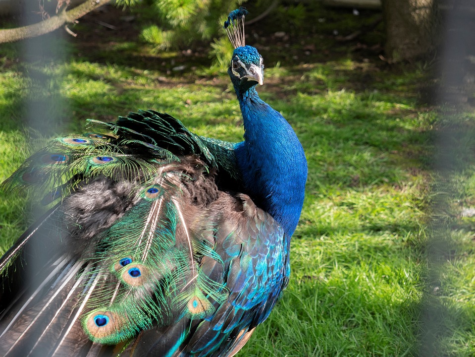 Paon Oiseau Nature - Photo gratuite sur Pixabay - Pixabay