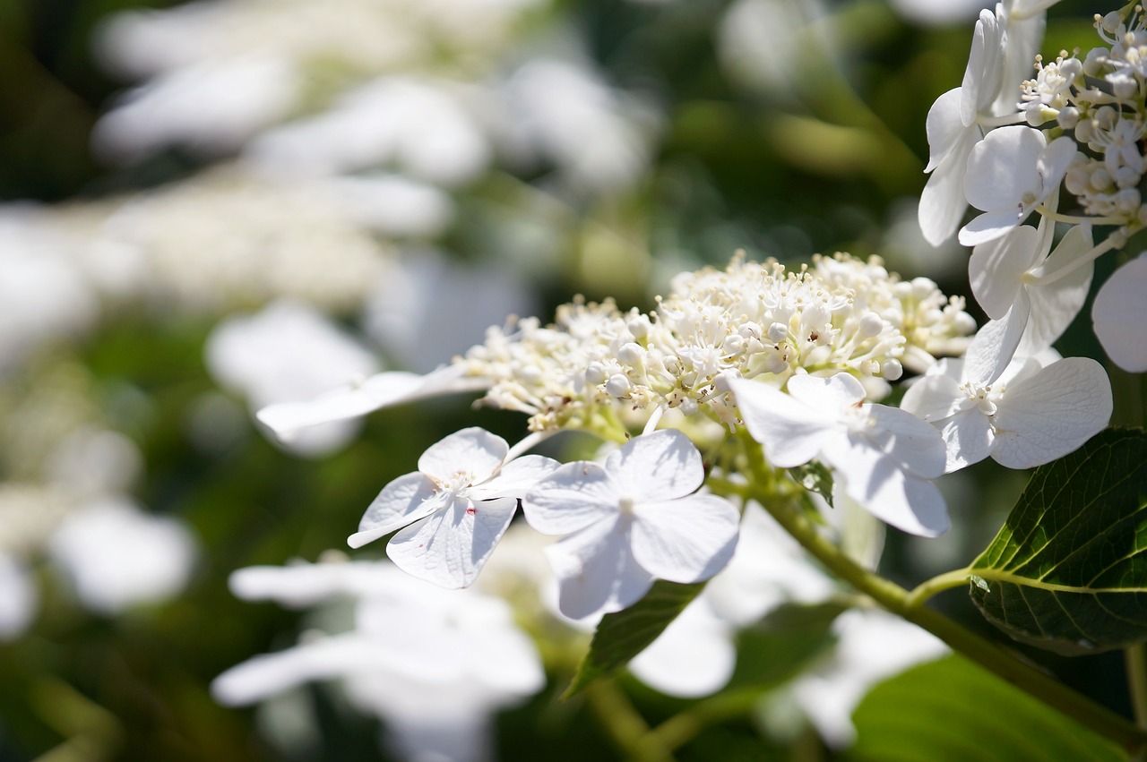 Bunga Hydrangea Alam - Foto gratis di Pixabay - Pixabay