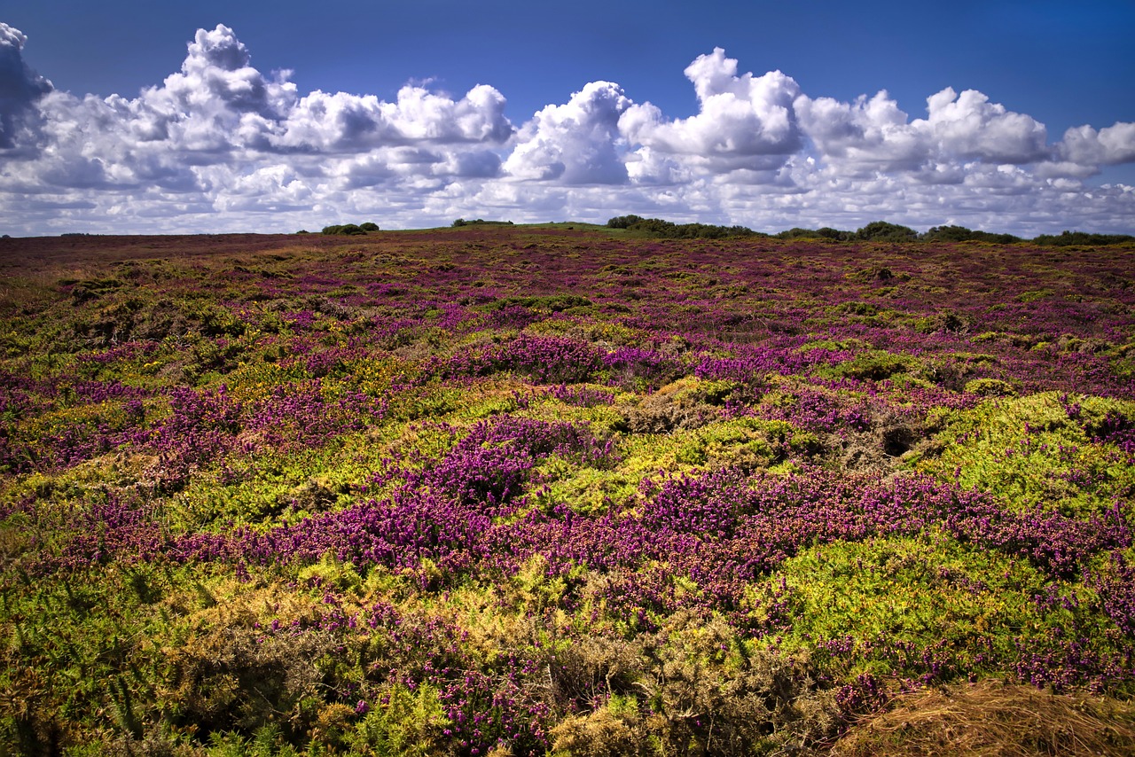 100+ Free Bretagne & France Images - Pixabay