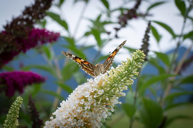 Butterfly Lilac Buddleia - Free photo on Pixabay - Pixabay
