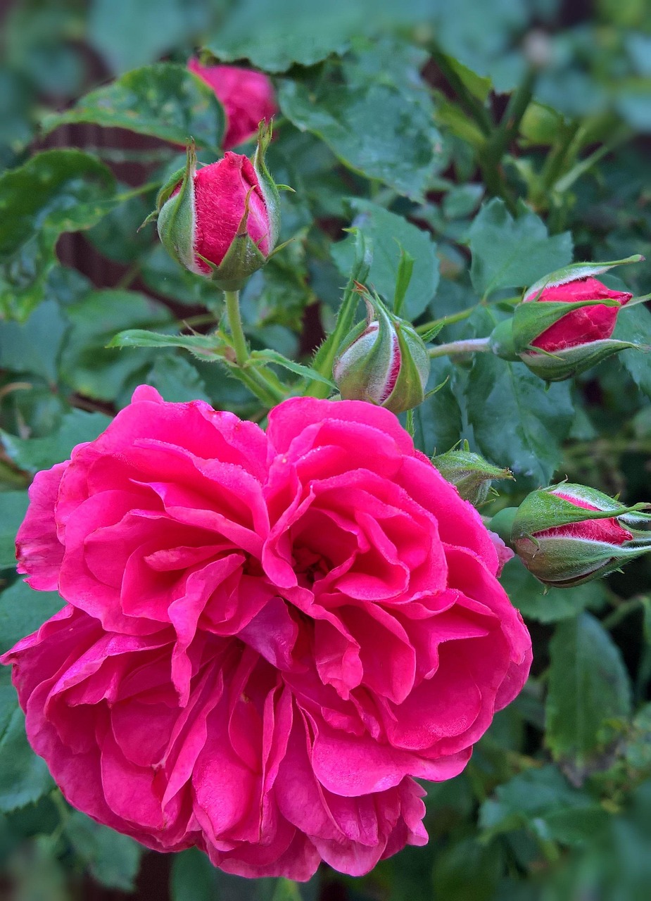 600+ Free Large Flowers & Nature Photos - Pixabay