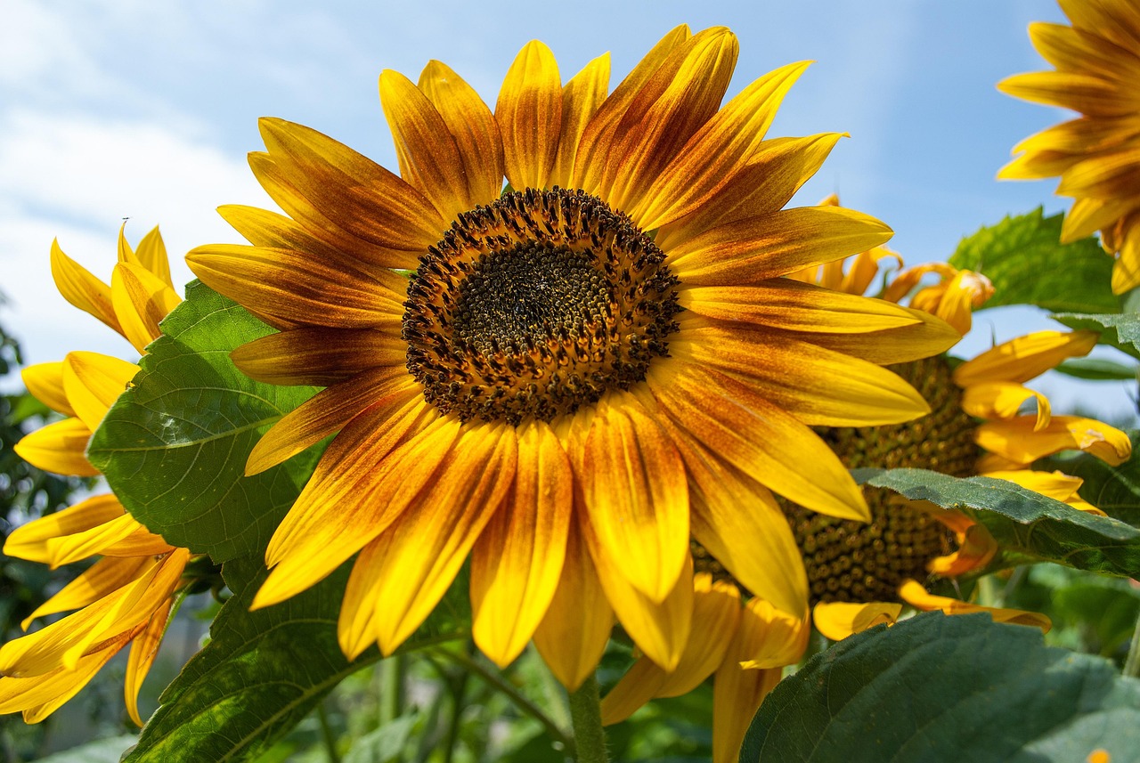 向日葵 黄色 夏天 Pixabay上的免费照片 Pixabay