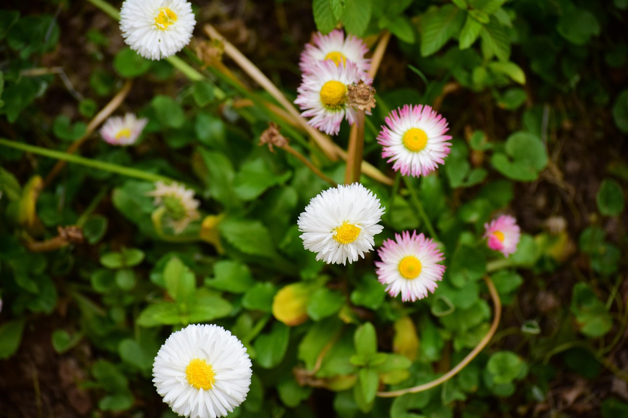 Jardin Blanche Fleurs Des - Photo gratuite sur Pixabay - Pixabay