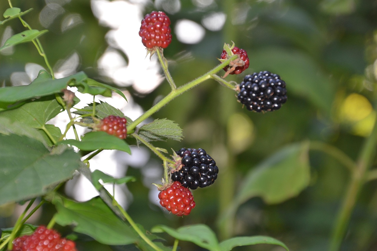 Baya Mora Fruta - Foto gratis en Pixabay - Pixabay