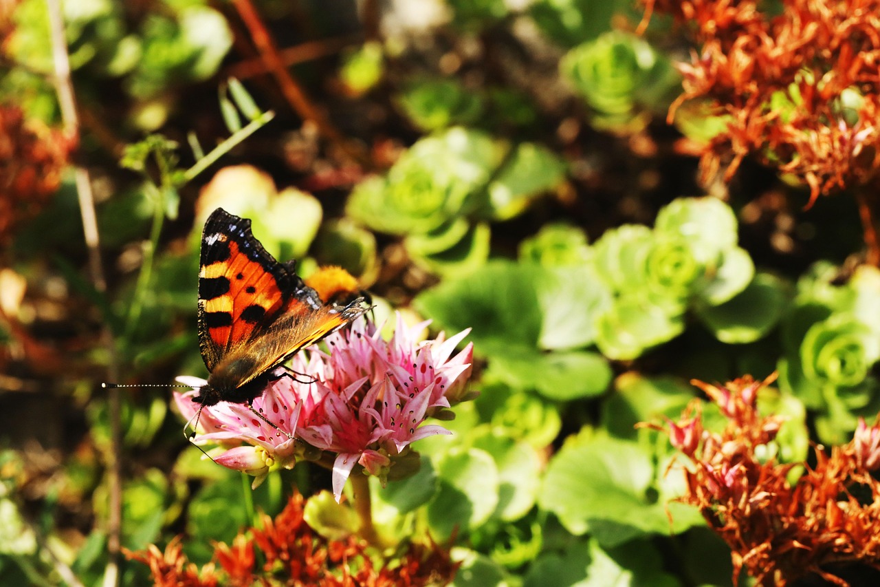 Papillon L'Été Nature - Photo gratuite sur Pixabay - Pixabay