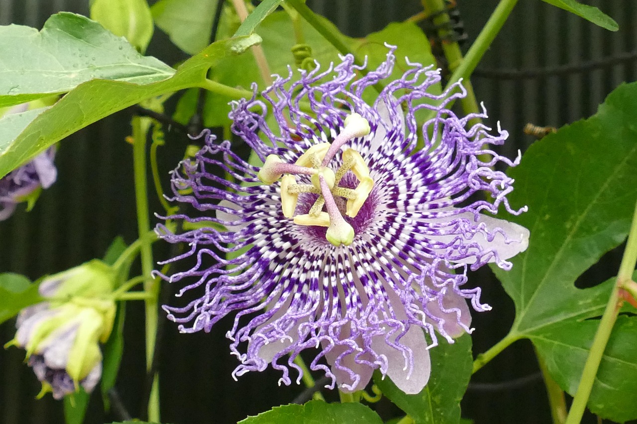 Passion Flower Passifloraceae - Free photo on Pixabay