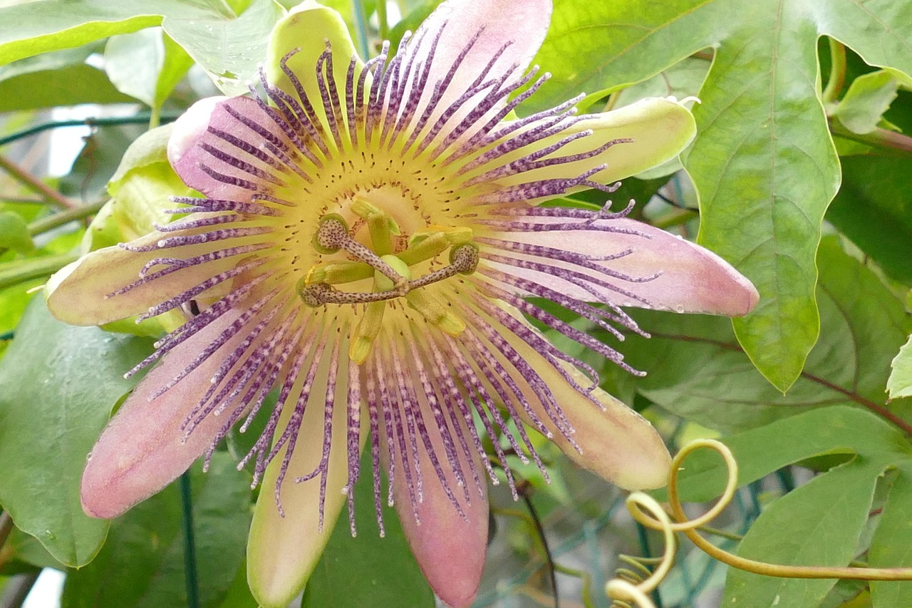 Bunga Gairah Passifloraceae Flora - Foto gratis di Pixabay - Pixabay