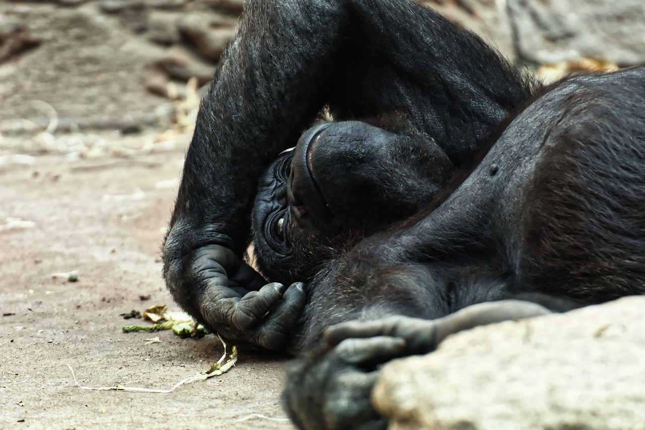 Gorille Singe Animal - Photo gratuite sur Pixabay - Pixabay