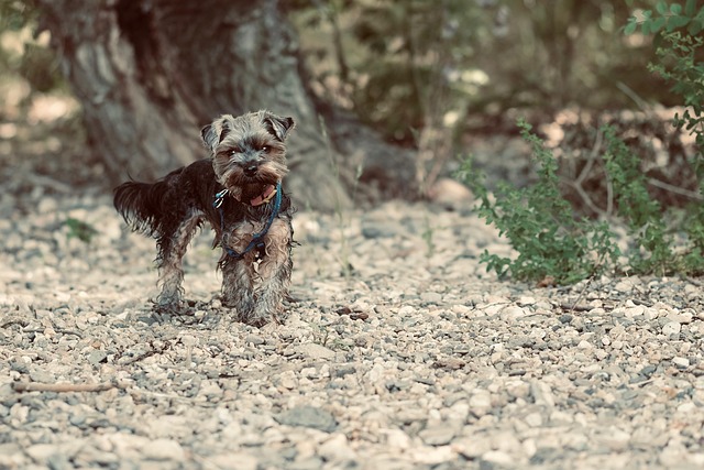 Perro Animal Linda - Foto gratis en Pixabay