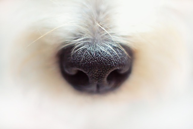 100,000+ Free Red Nose & Nose Images - Pixabay