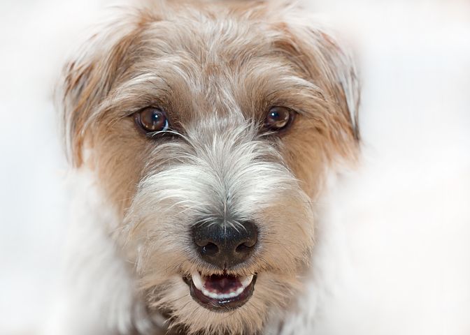 100+ Free Doggy Style & Dog Images - Pixabay