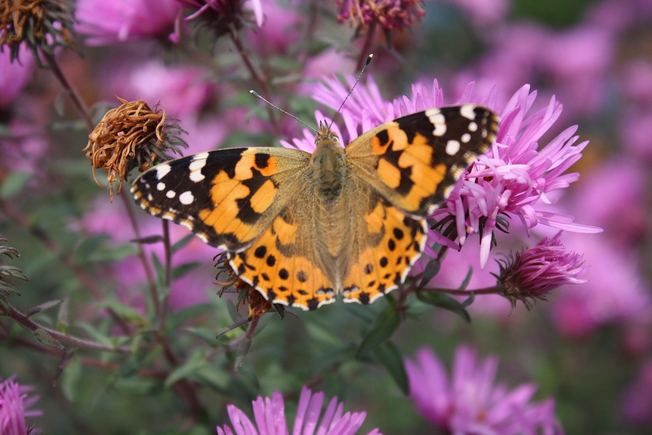 Papillon Fleur Insecte - Photo gratuite sur Pixabay - Pixabay