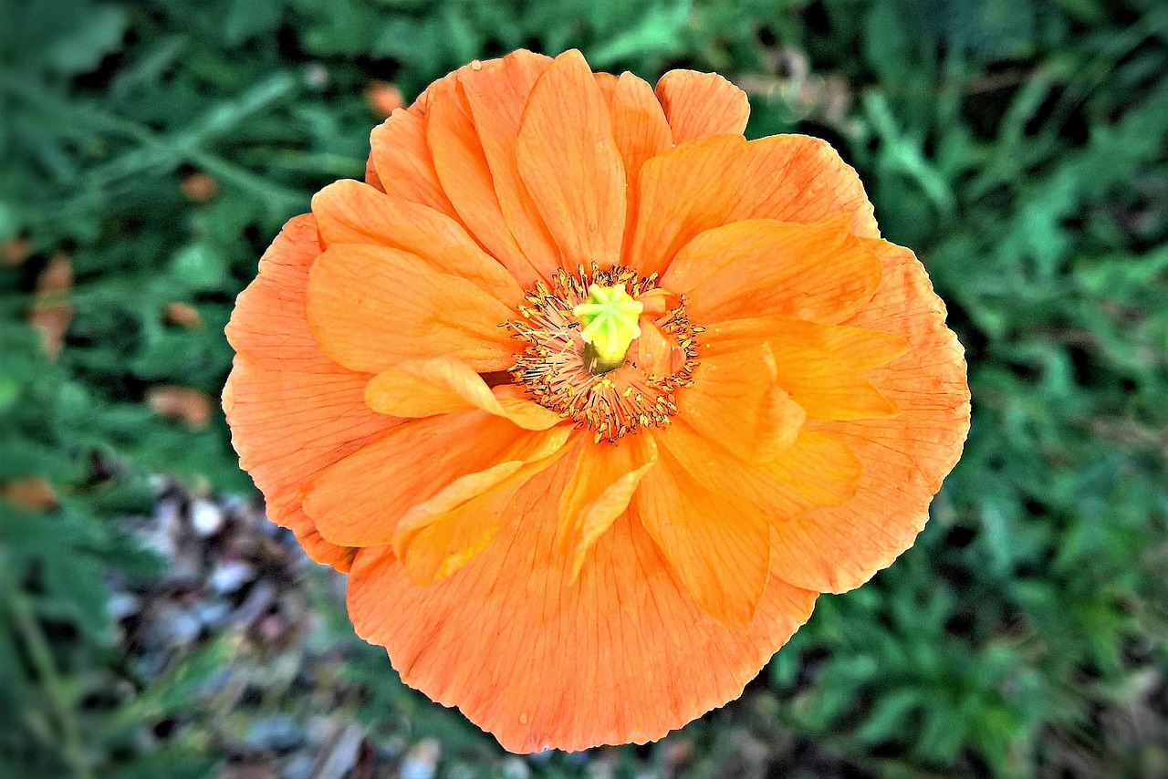 Coquelicot Fleur Plante Sauvage - Photo gratuite sur Pixabay - Pixabay
