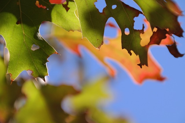 Őszi Levelek Esik Leveleket - Ingyenes fotó a Pixabay-en - Pixabay