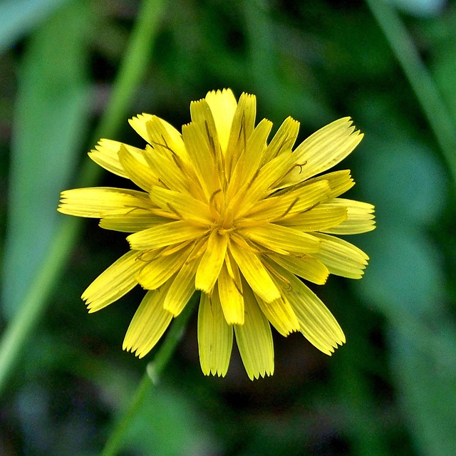 Hawkweed Yellow Flower - Free photo on Pixabay - Pixabay