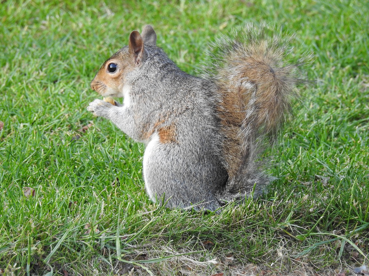 Esquilo Roedor Peludo - Foto gratuita no Pixabay - Pixabay