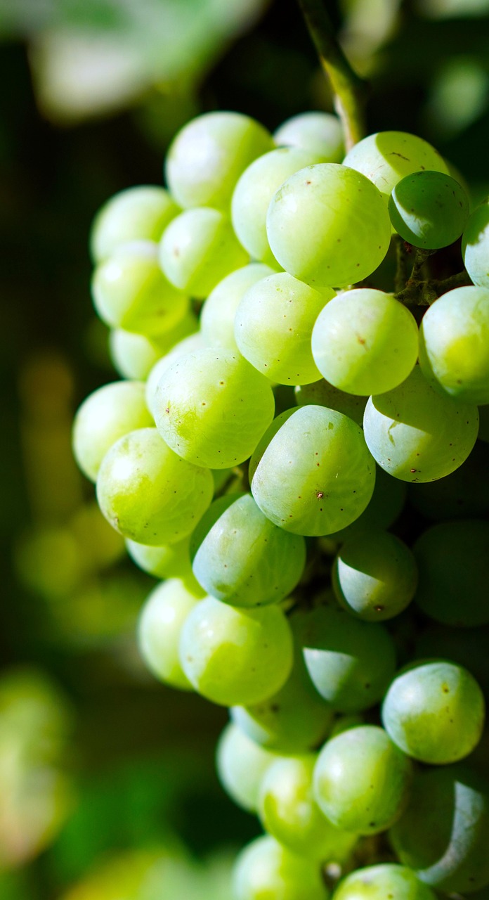 Grapes Ripe Wine - Free photo on Pixabay - Pixabay