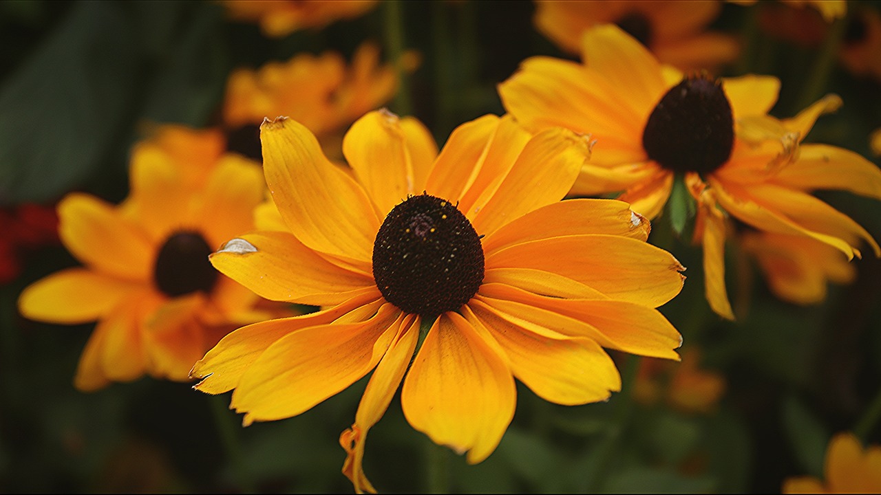 Coneflower Pabrik Bunga Topi - Foto gratis di Pixabay - Pixabay