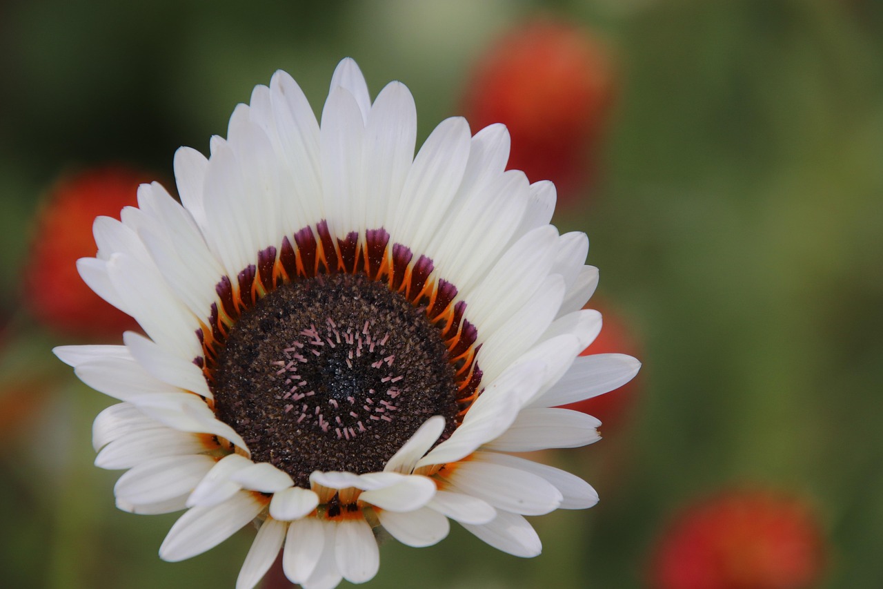 30+ Free Luminous White Background & Luminous Images - Pixabay