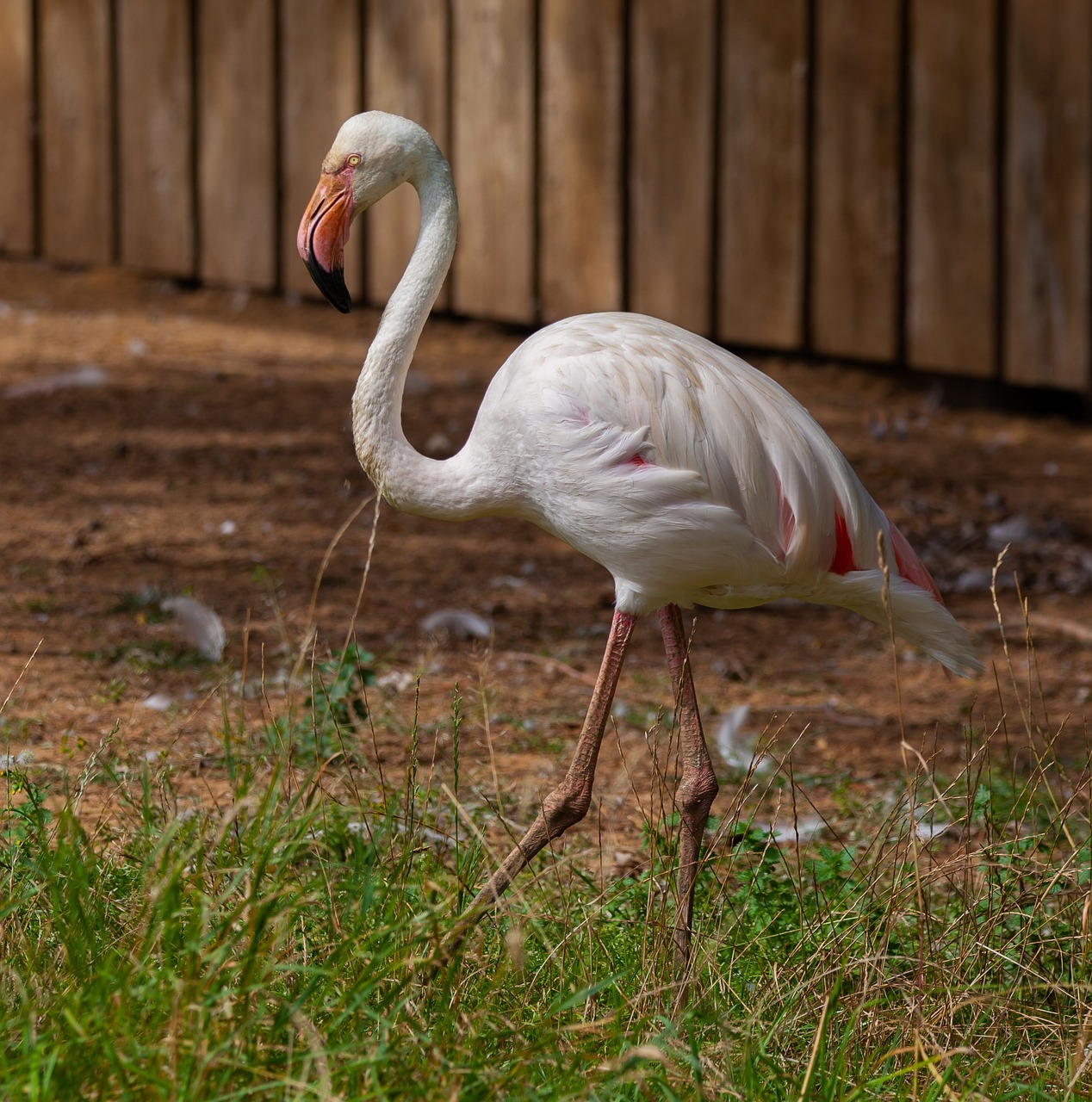 Flamingo Maior Greater Flamingos At Salina Nature Reserve