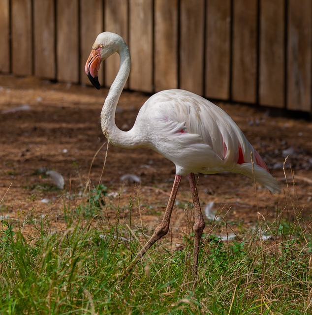 50+ Free Greater Flamingo & Flamingo Images - Pixabay