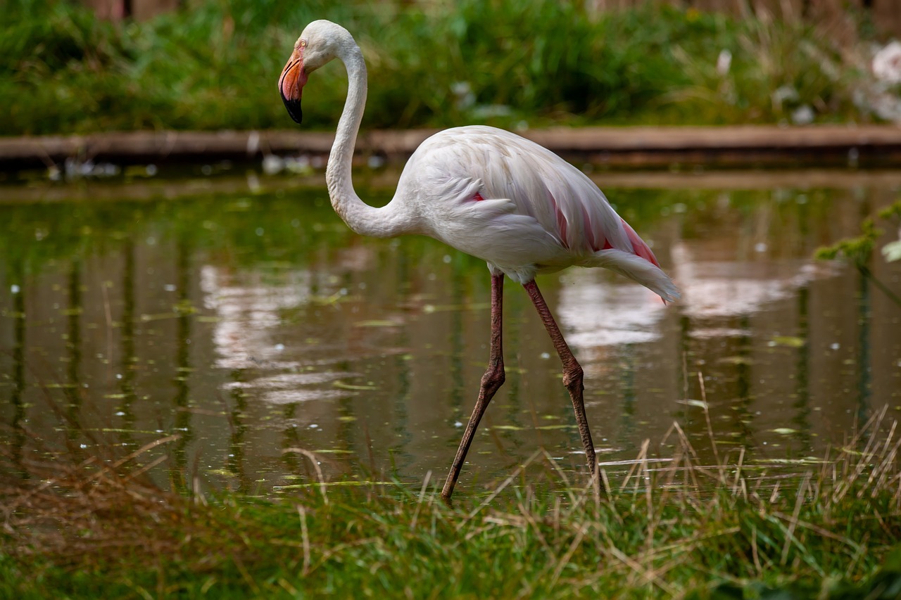 Greater Flamingo Flaming - Free photo on Pixabay