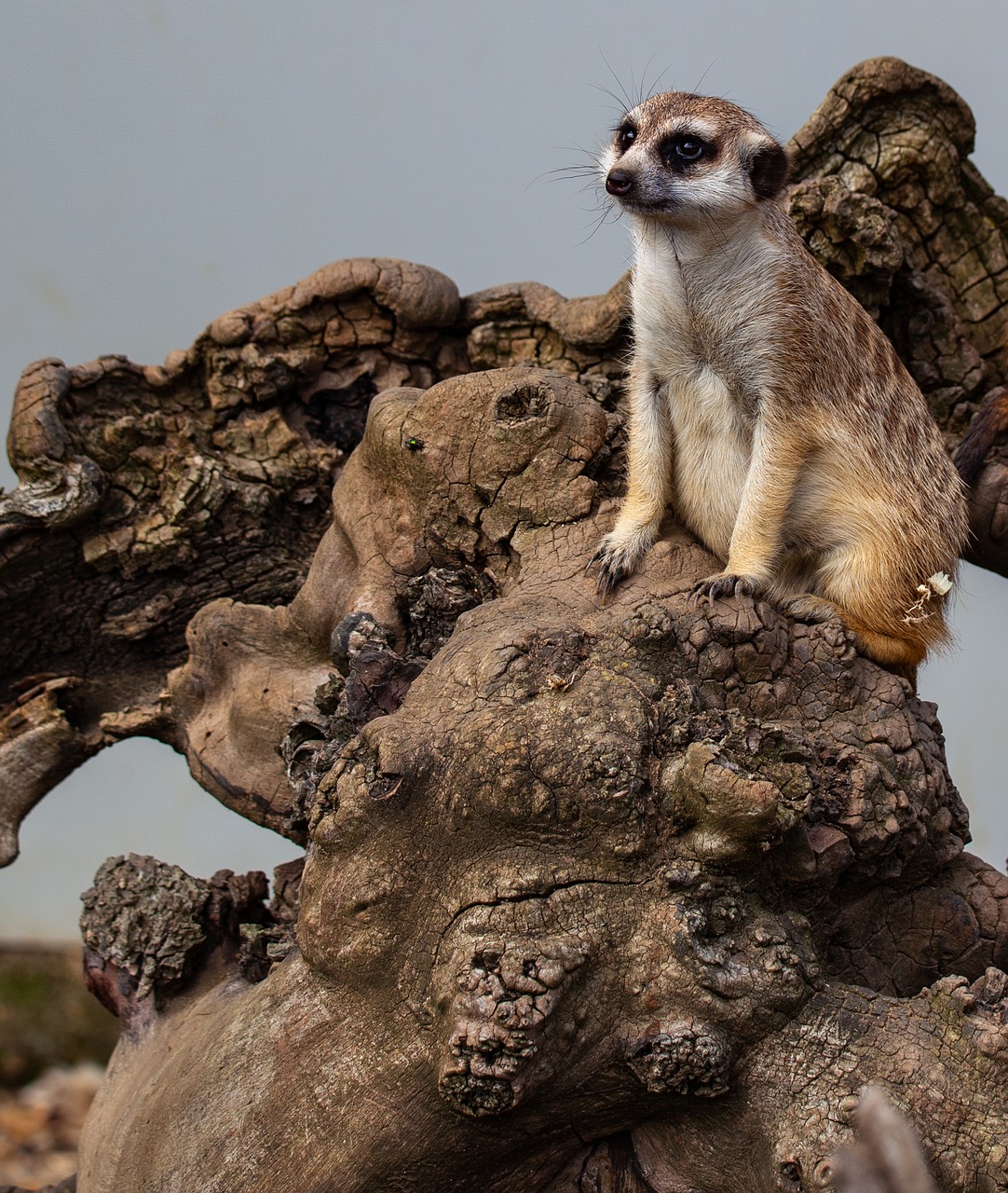 Suricata Assistindo Fechar-Se - Foto gratuita no Pixabay - Pixabay