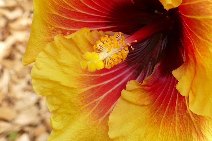 100+ Free Plant Reproduction & Reproduction Images - Pixabay