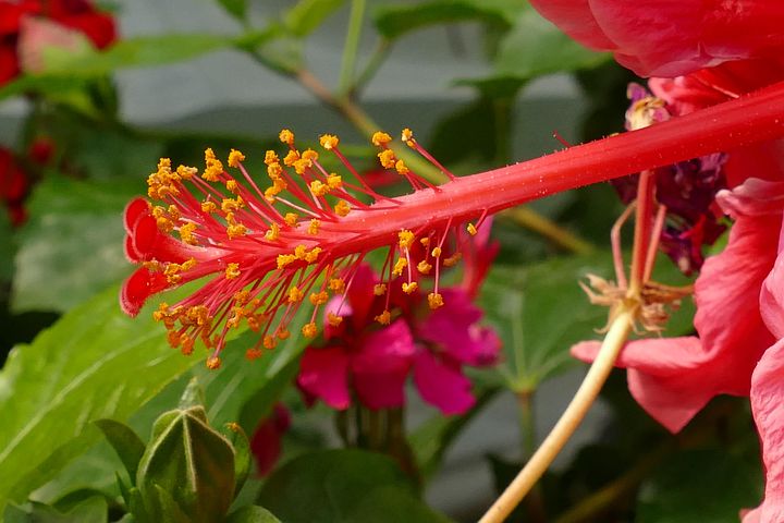 100+ Free Plant Reproduction & Reproduction Images - Pixabay