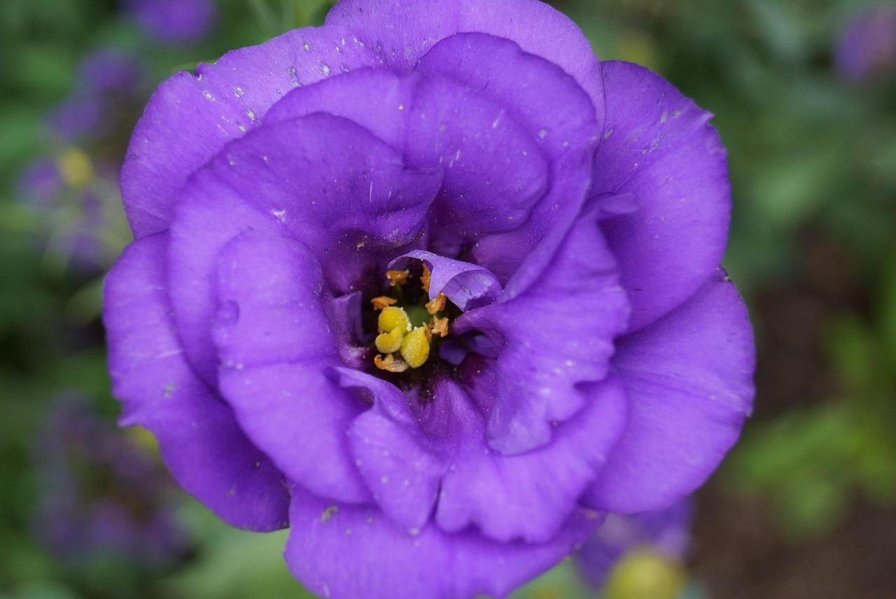 Kukka Violetit Kukat Kukkivat - Ilmainen valokuva Pixabayssa - Pixabay