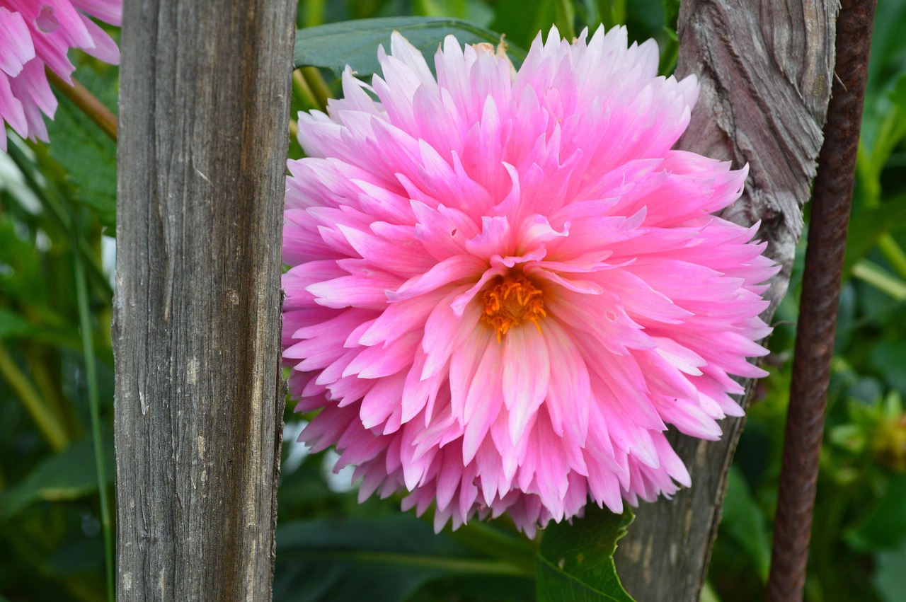 Fleur Plante Rose La - Photo gratuite sur Pixabay - Pixabay