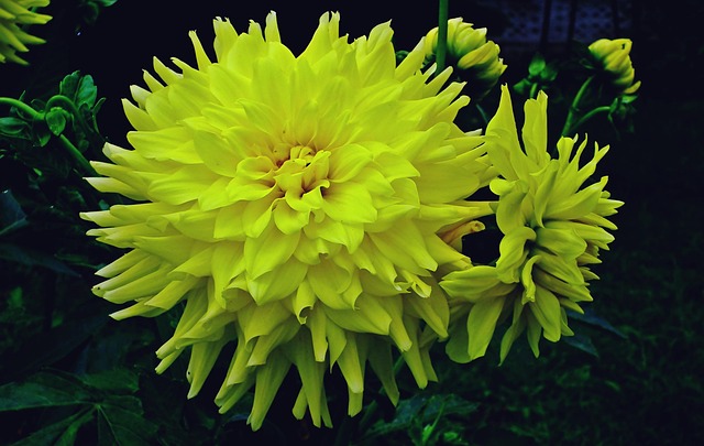 Dahlia Bunga-Bunga Kuning - Foto gratis di Pixabay - Pixabay