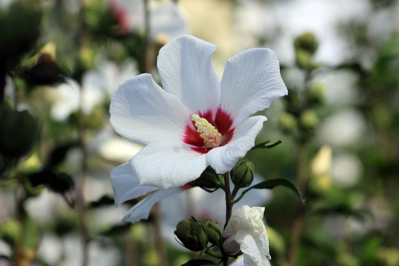 Roos Van Saron Witte Bloem - Gratis foto op Pixabay - Pixabay