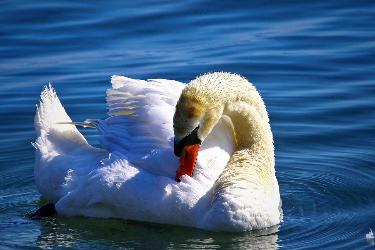 Swan Nature Summer - Free photo on Pixabay
