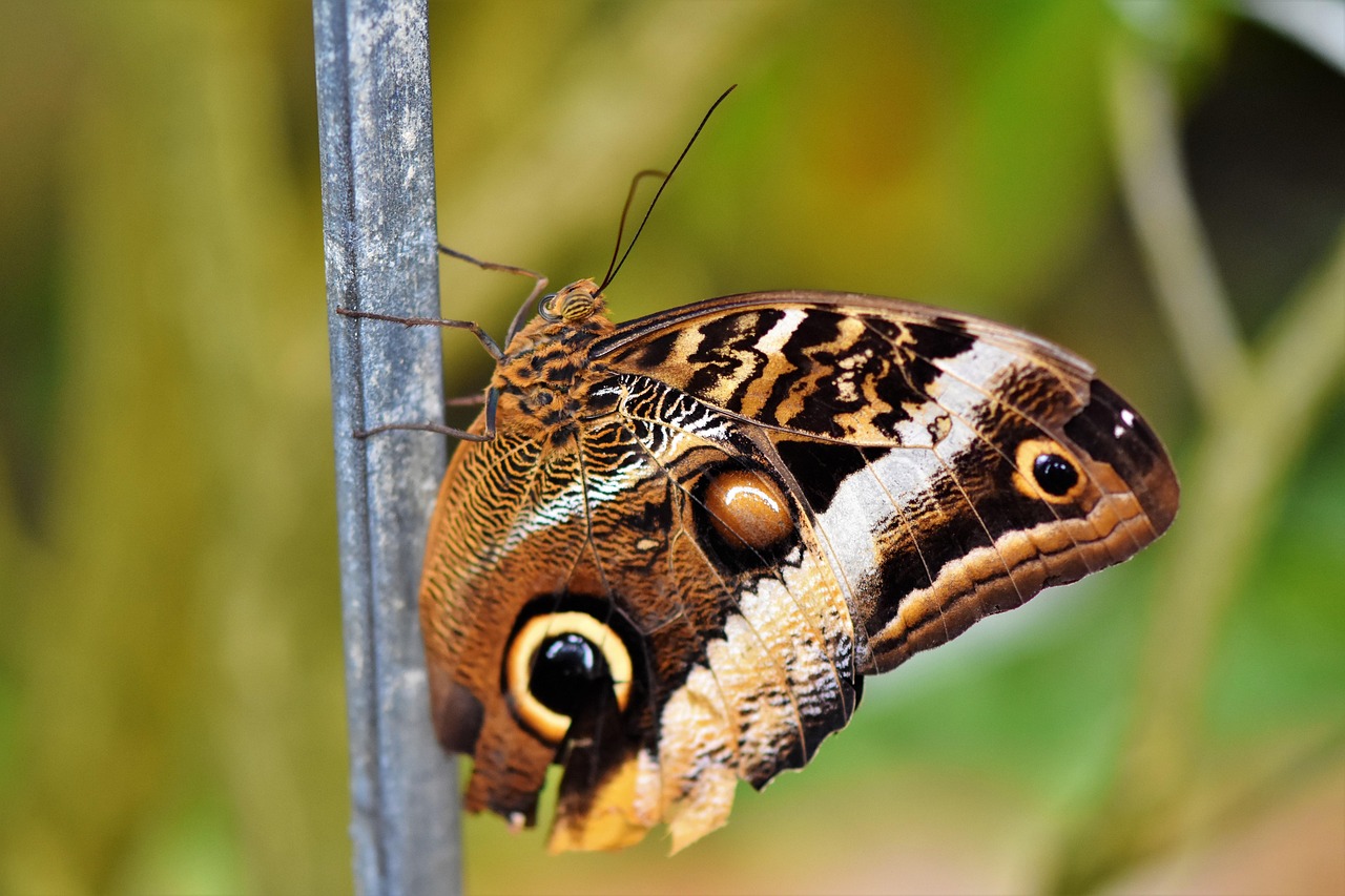 Papillon Papillons Aile - Photo gratuite sur Pixabay - Pixabay