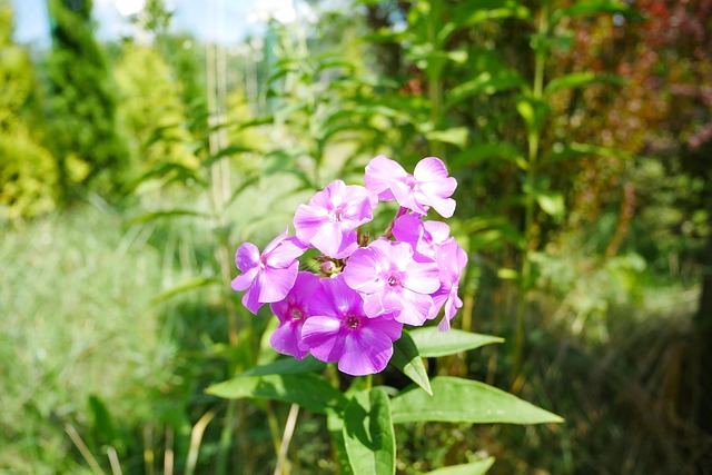 Phlox Bunga Merah Jambu - Foto gratis di Pixabay - Pixabay