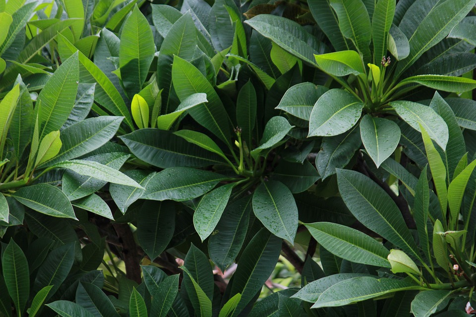 Green Leaves Natural - Free photo on Pixabay