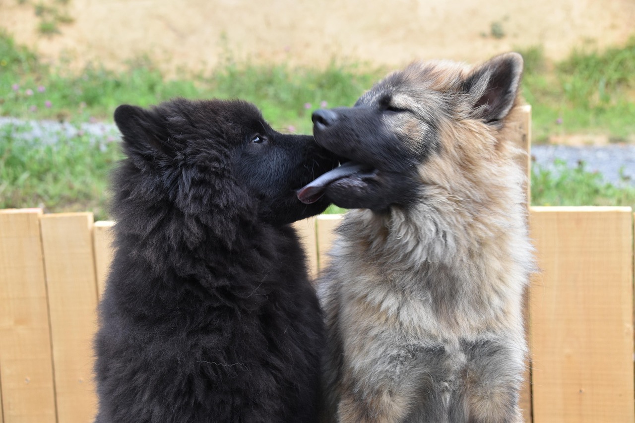 Kisses Dogs Kiss Dog - Free photo on Pixabay - Pixabay